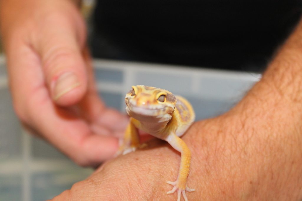 Leopard Gecko: Unique Traits and Habits