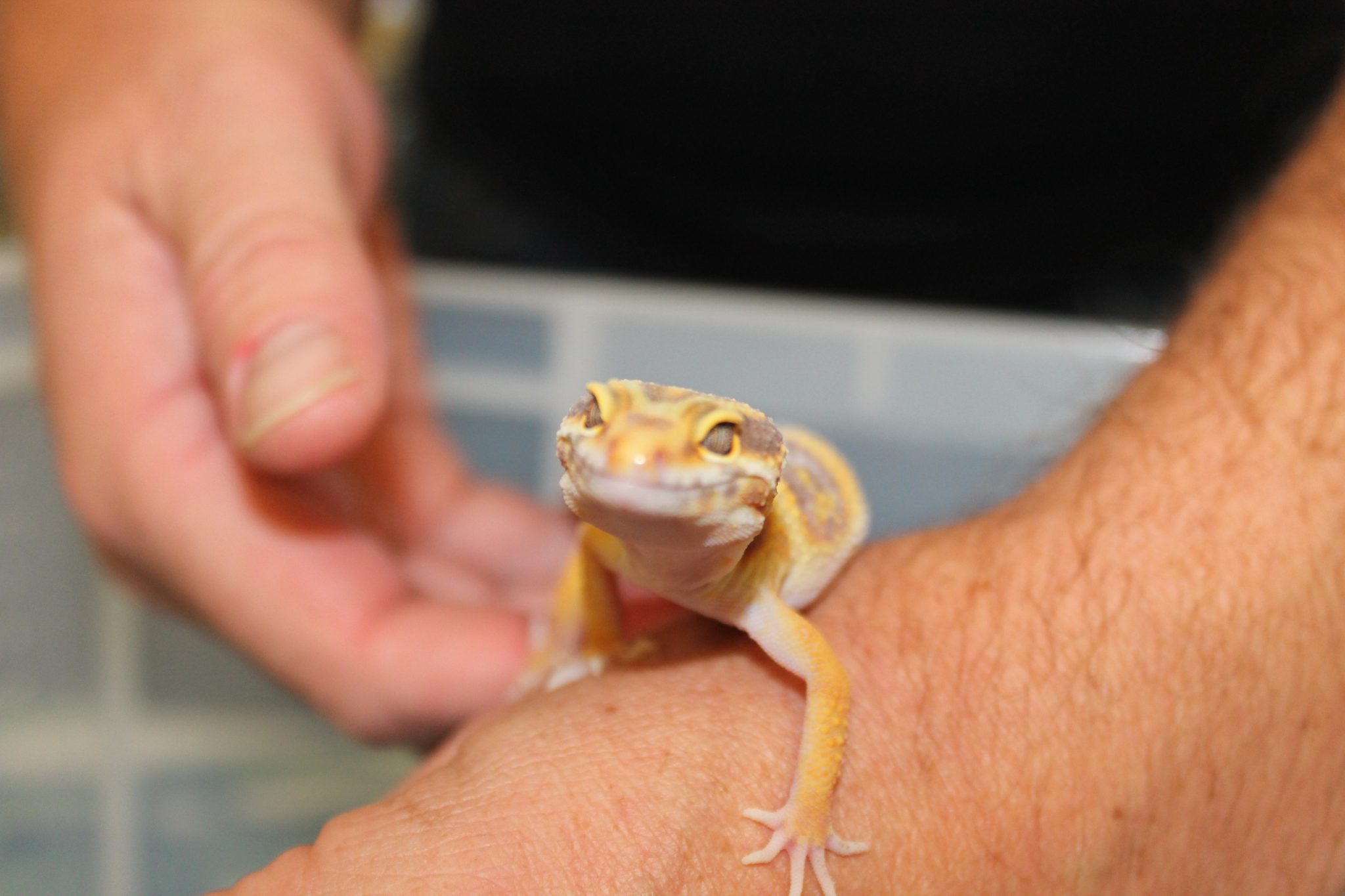 Leopard Gecko: Unique Traits and Habits