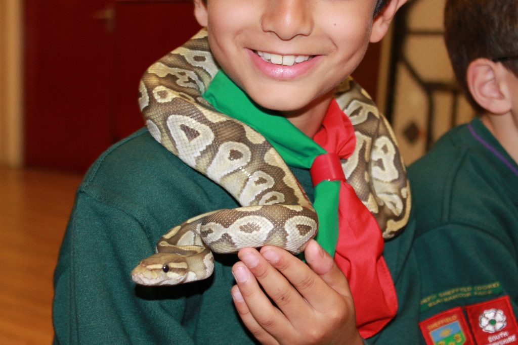 Royal Python Snake - Includes facts, care sheet and questions