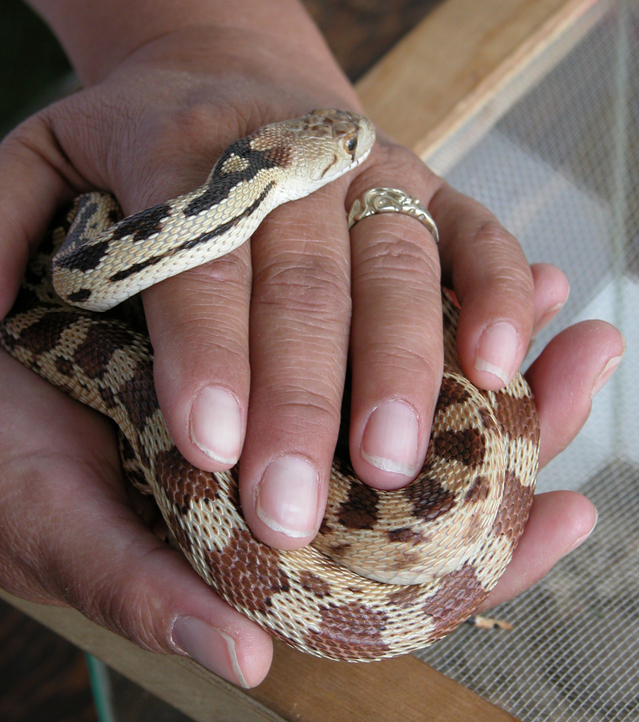 Snakes: Your Guide to Caring for a Pet