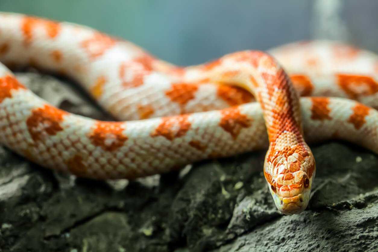 Do snakes die of old age? Why do snakes die in captivity
