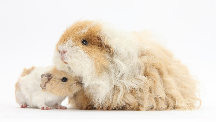 Guinea Pig - How to care for one? With Animal Club