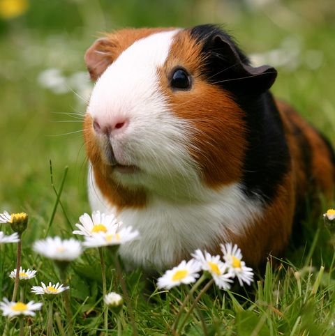 Guinea Pig - How to care for one? With Animal Club