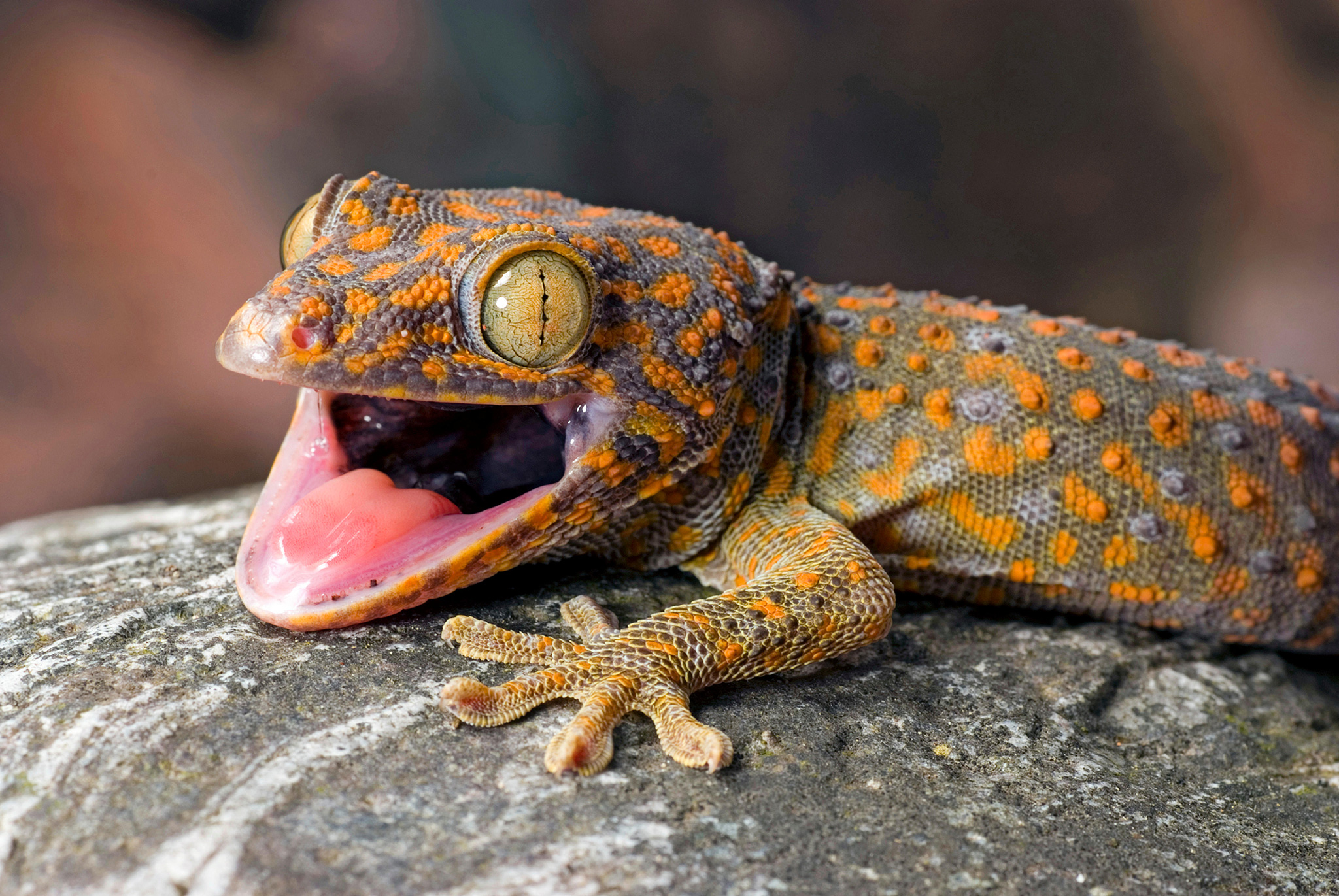Do geckos bite? Preventing geckos from being aggressive