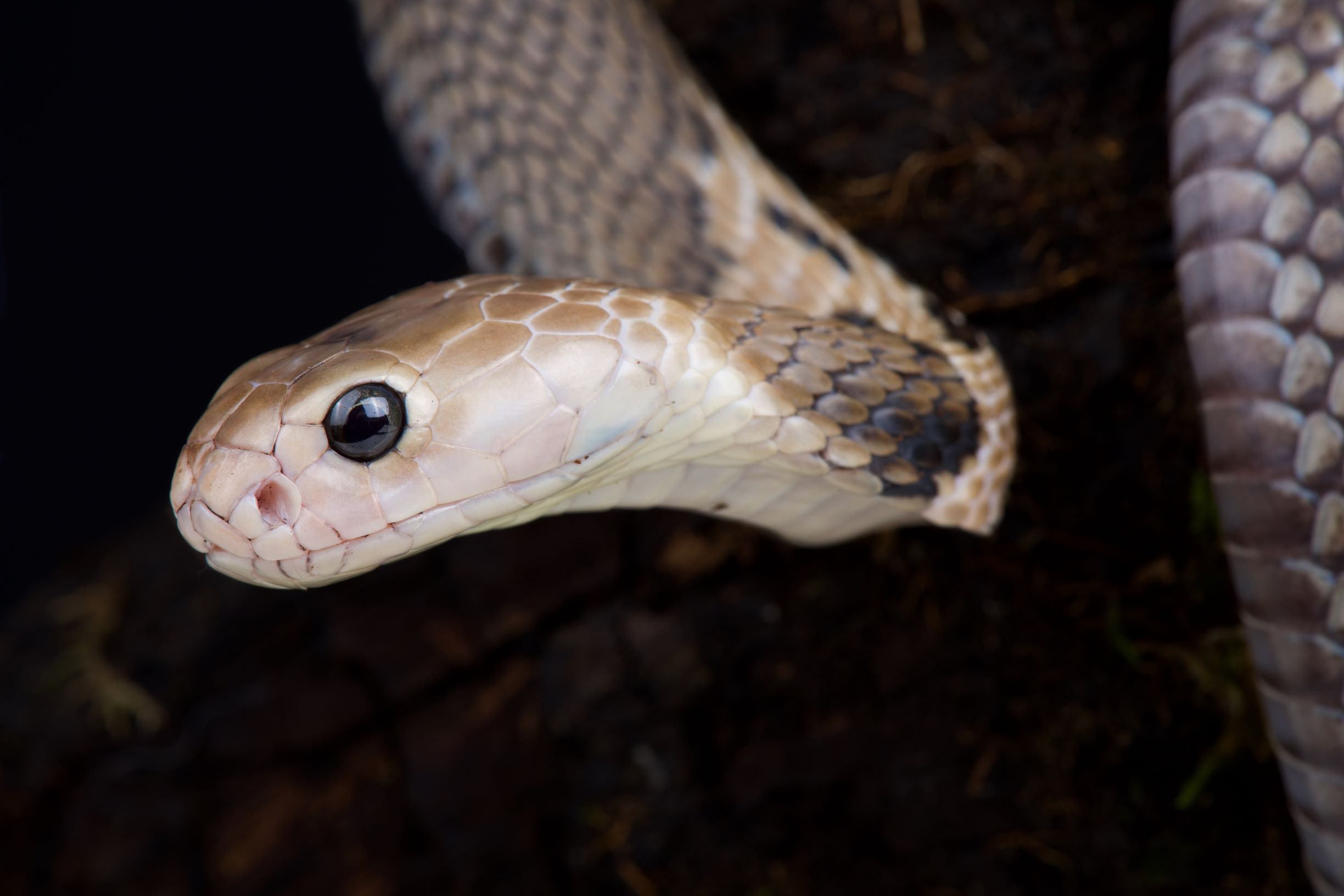 Do Snakes Blink The Reason Why Snakes Don t Have Eyelids