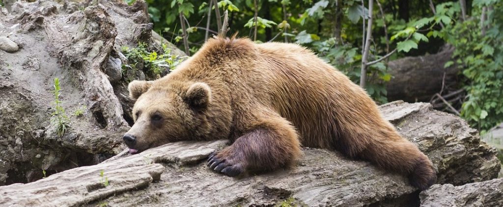 Do animals get bored? Why your pet seems bored