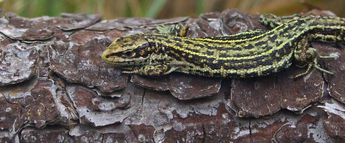 Do house lizards hibernate? Where common lizards go in winter