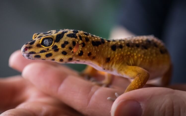 Do house lizards hibernate? Where common lizards go in winter
