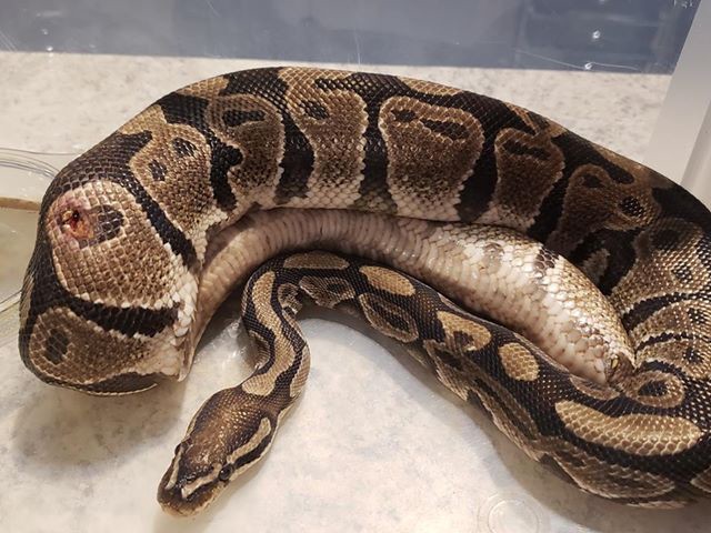 Can non-venomous snakes harm you? Animal-club.co.uk