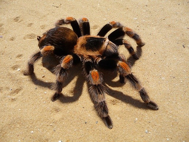 How to look after a tarantula? - made by Animal workshops and parties ...