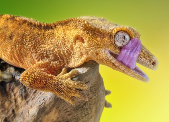 Why do geckos lick their lips? Unusual gecko behaviours