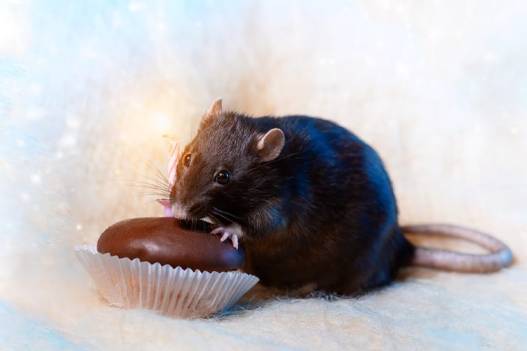 Does chocolate kill rats? Can chocolate be used as a treat?