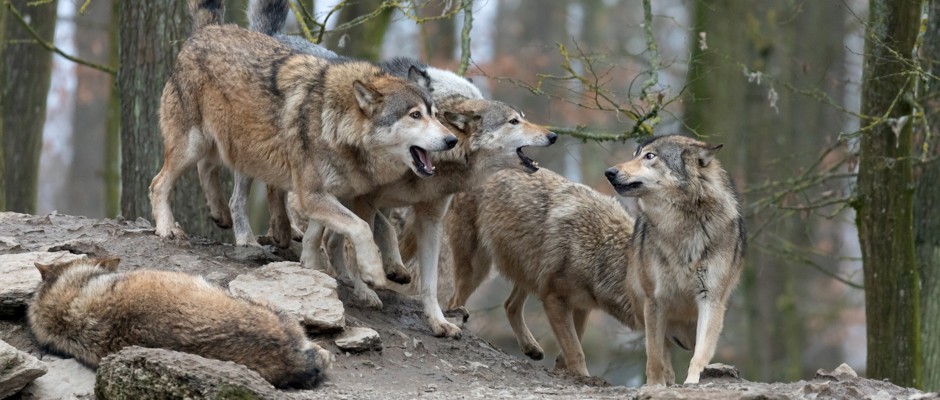 Can animals get embarrassed? Complex emotions in animals