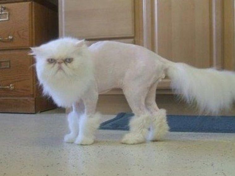 Can animals get embarrassed? Complex emotions in animals