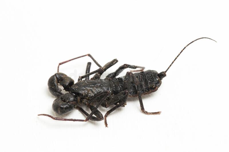 How to look after a Vinegarroon? - Animal workshops and parties for fun ...