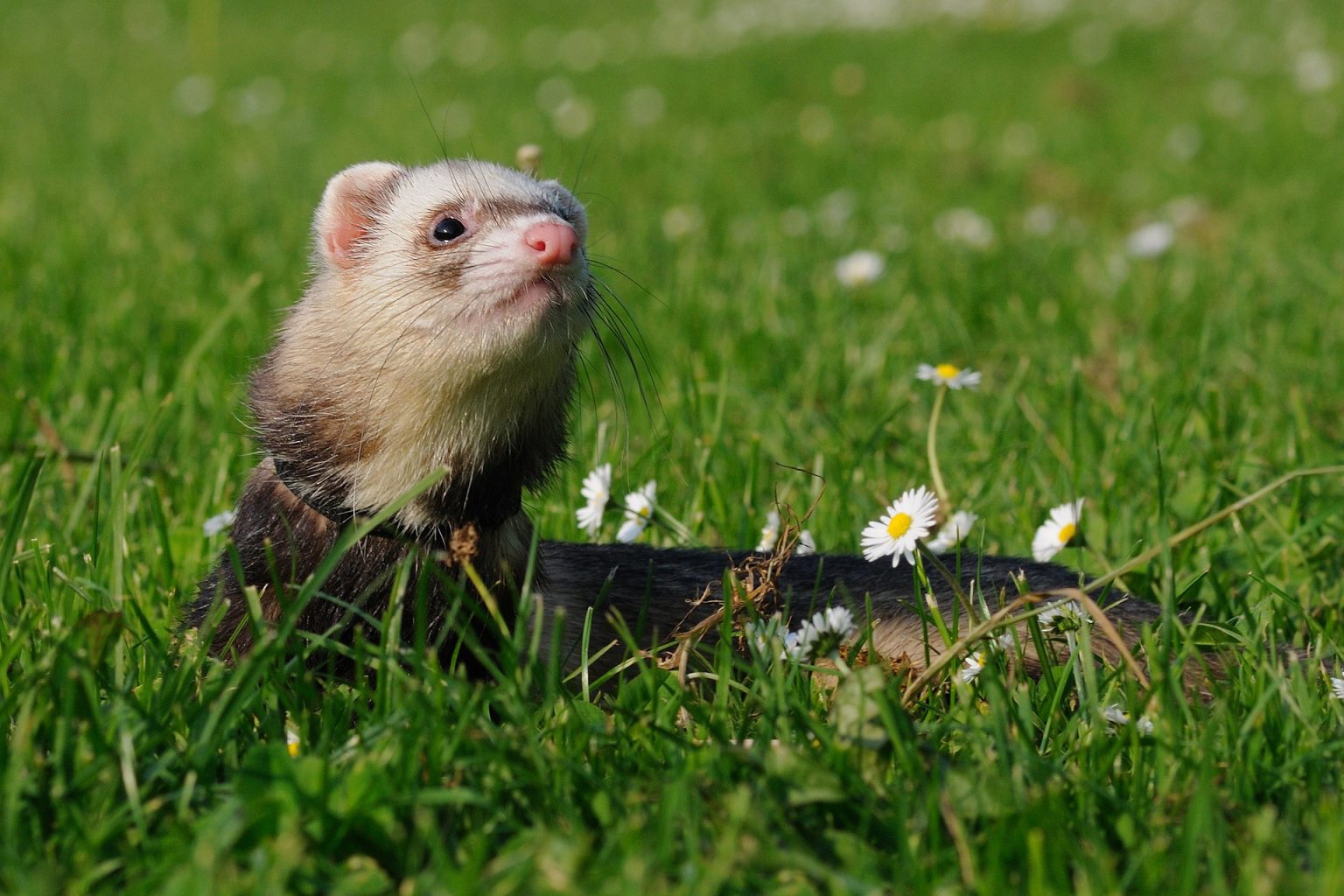 Are ferrets happier in pairs? Keeping ferrets together