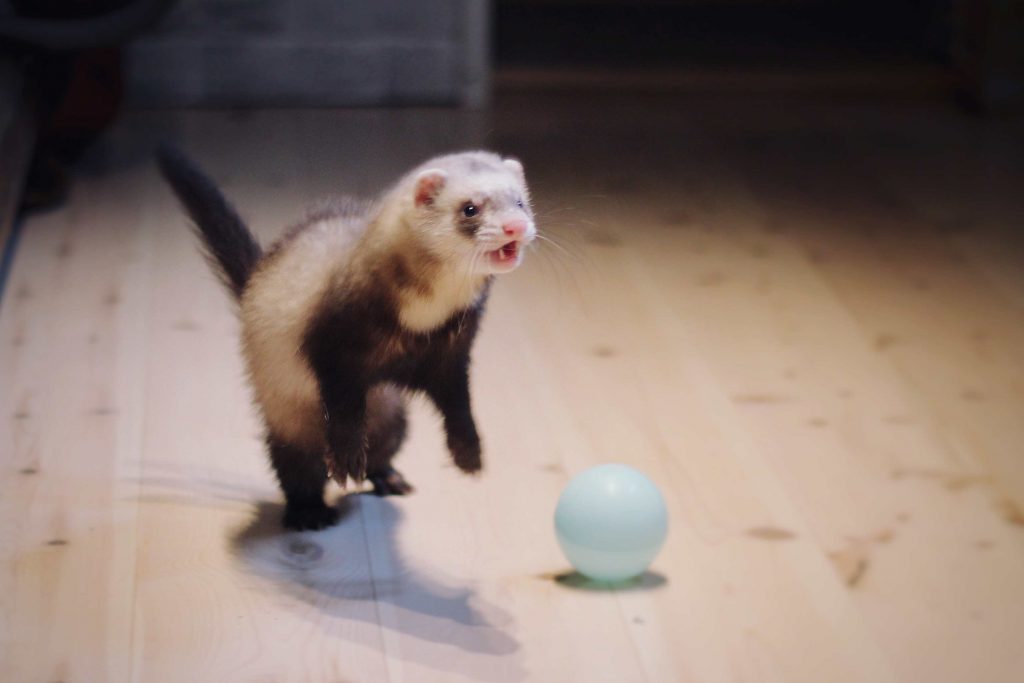 Are ferrets happier in pairs? Keeping ferrets together