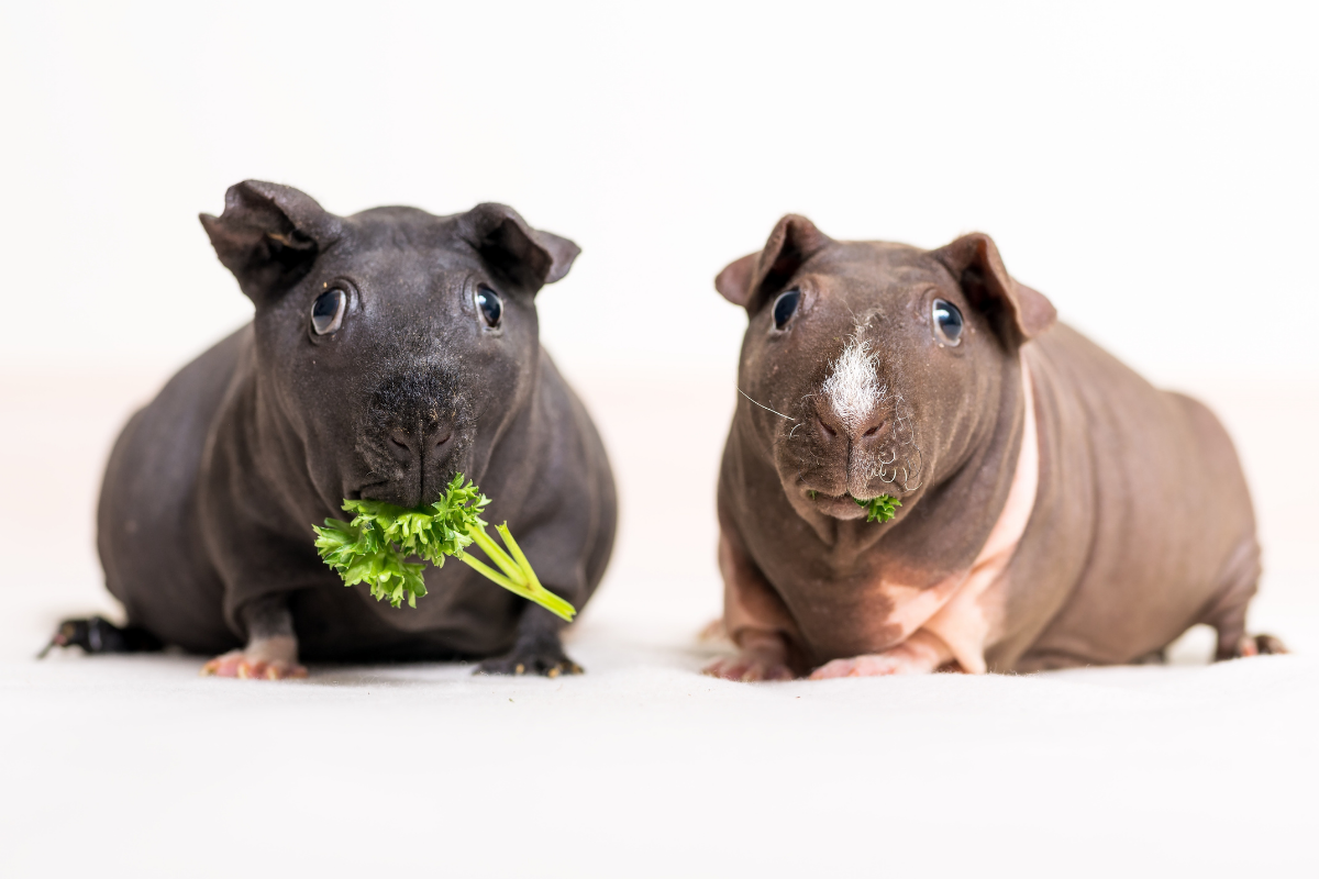 Do skinny pigs make good pets? Caring for a skinny pig