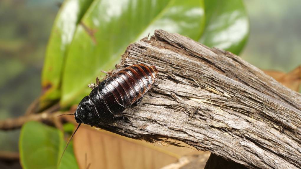 Do hissing cockroaches cary disease? Cockroaches as pets