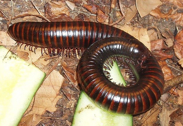 Do Giant African millipedes bite? - Animal workshops and parties for fun, education and amazement