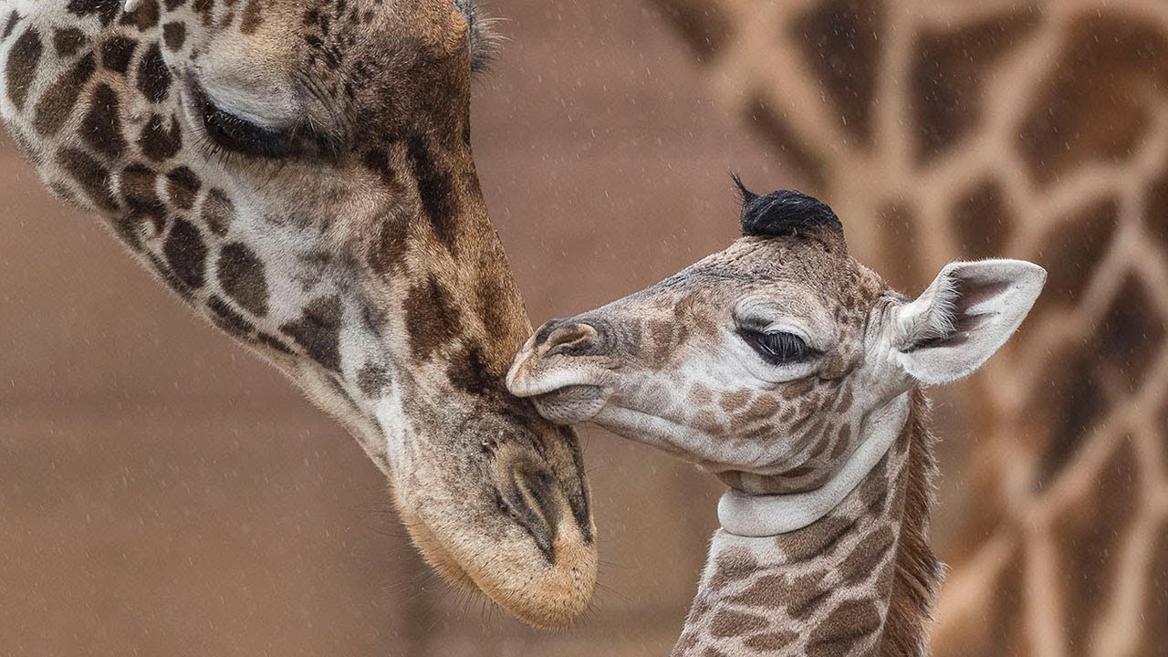 Where Do Giraffes Get Their Pattern From Why Giraffes Have Spots