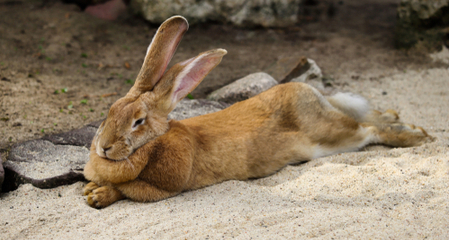 Why does my rabbit stare at me? - Animal workshops and parties for fun ...