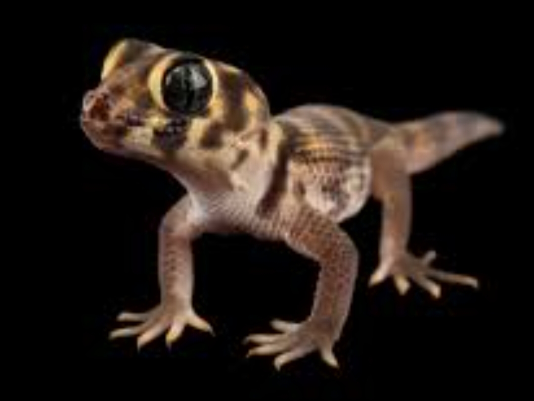 What geckos make good pets? - Animal workshops and parties for fun ...