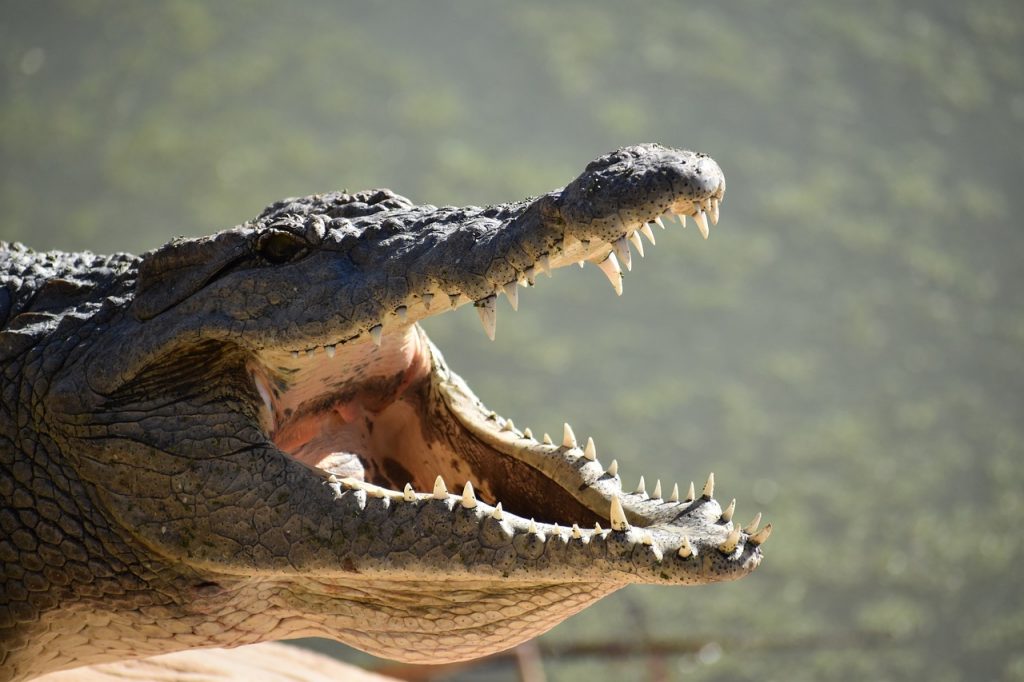 Do alligators eat each other? - Animal workshops and parties for fun ...