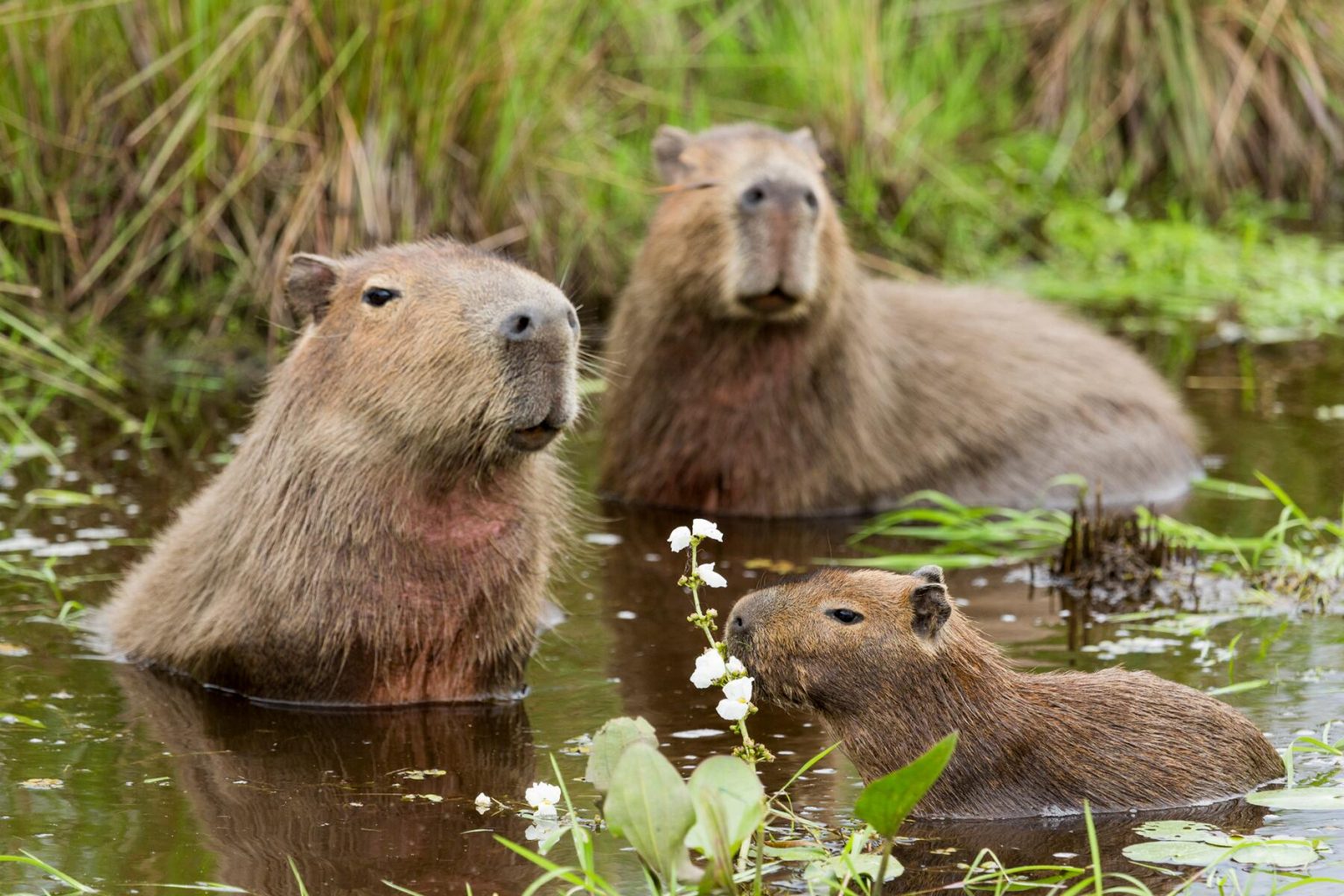 Why do all animals love capybaras? - Animal workshops and parties for ...