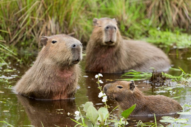 Why do all animals love capybaras? - Animal workshops and parties for ...