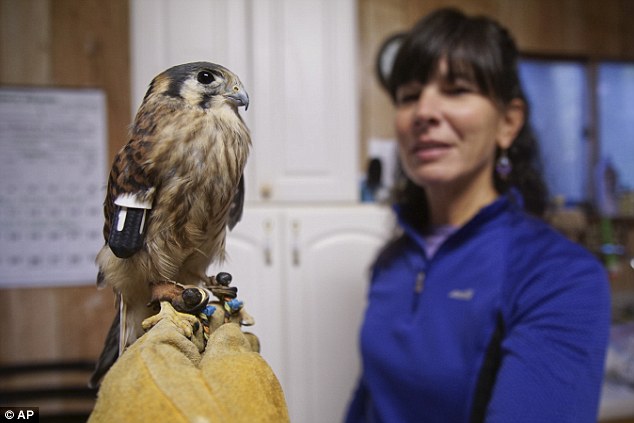 Do prosthetic monkey limbs exist? - Animal workshops and parties for ...