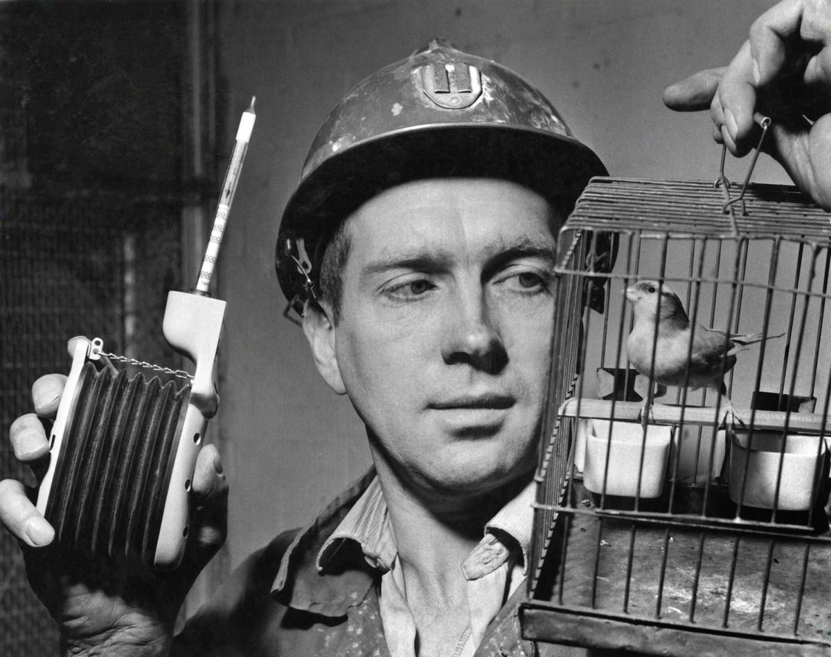 How do canaries detect gas? - Animal workshops and parties for fun ...