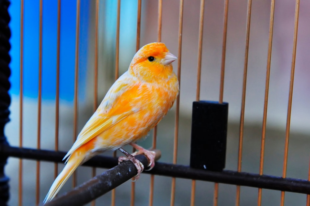 How do canaries detect gas? - Animal workshops and parties for fun ...