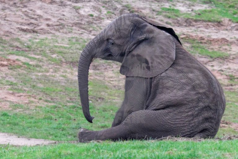 can capybaras cry? - Animal workshops and parties for fun, education ...