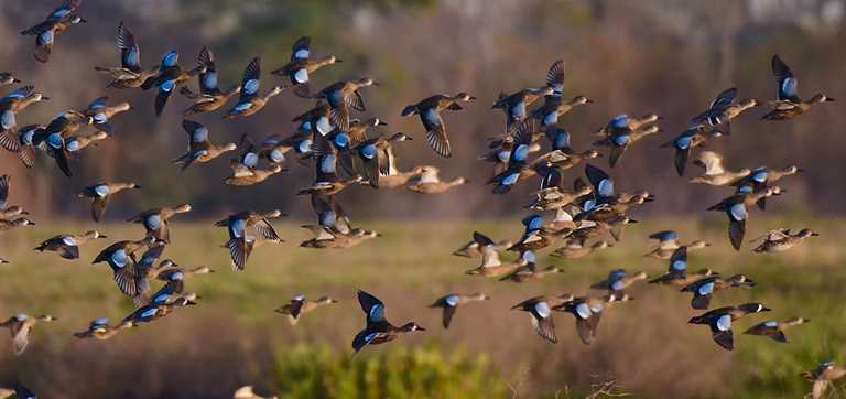 Do magpies migrate ? - Animal workshops and parties for fun, education ...