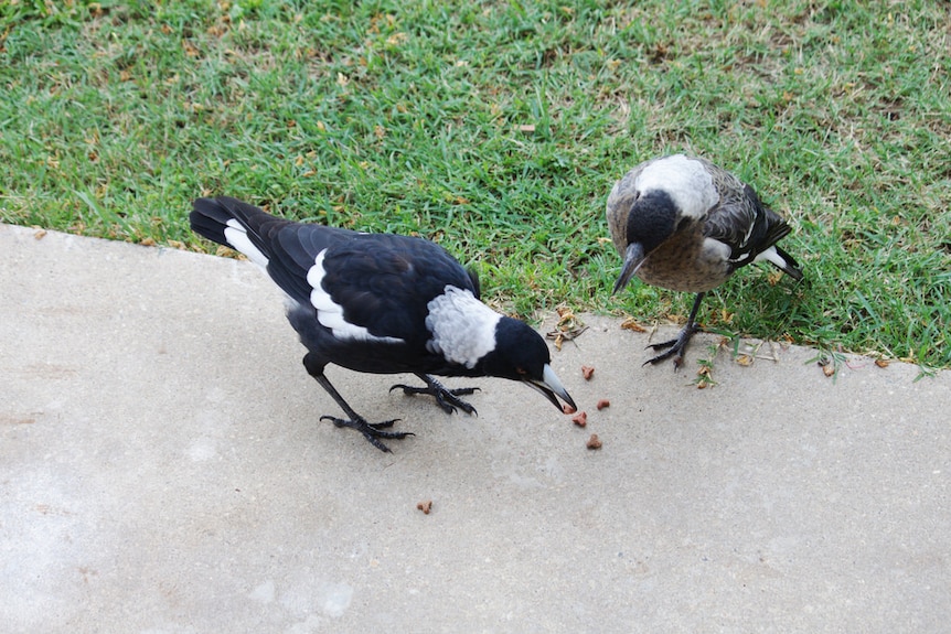 Do magpies migrate ? - Animal workshops and parties for fun, education ...