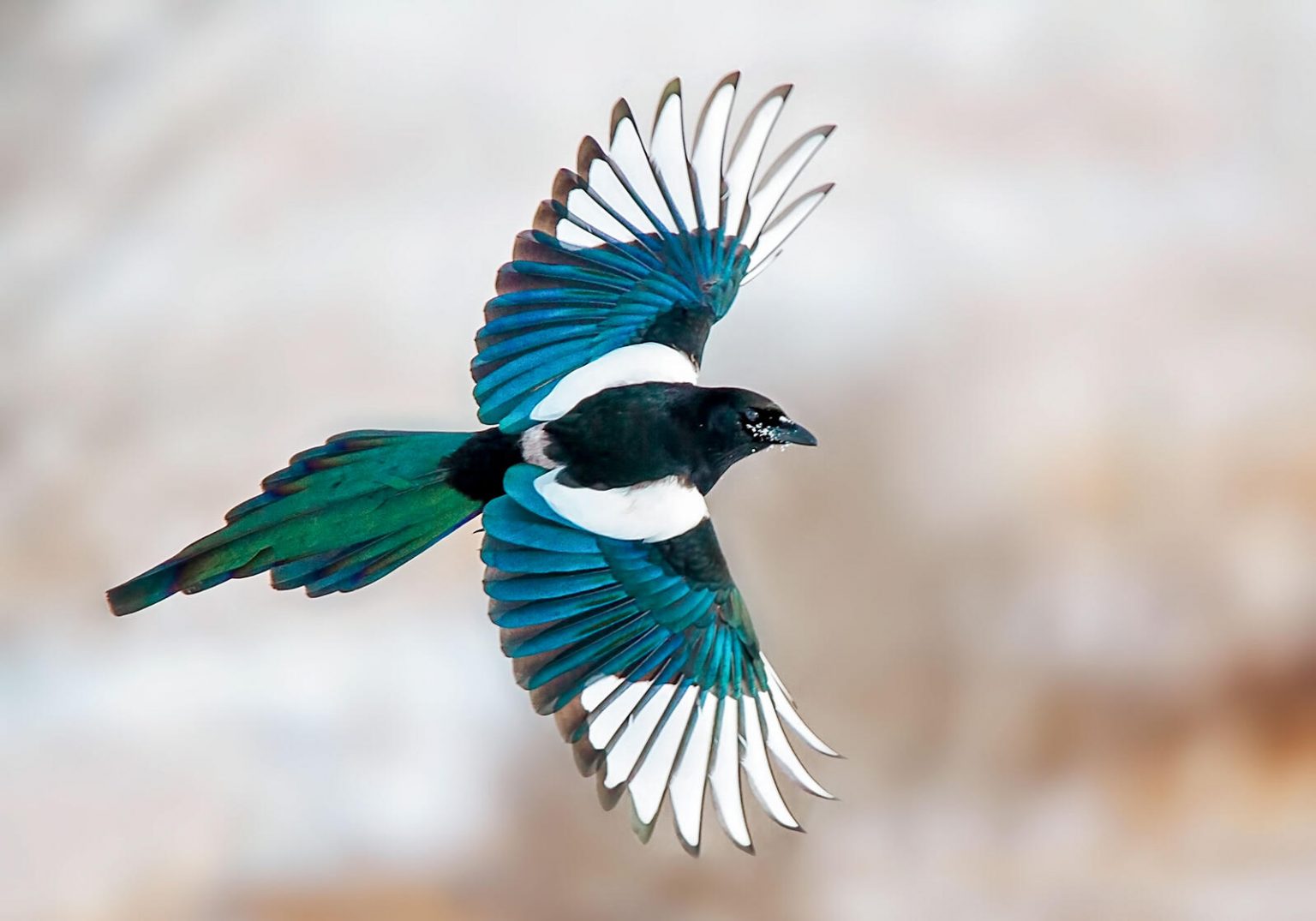 Do magpies migrate ? - Animal-Club.co.uk