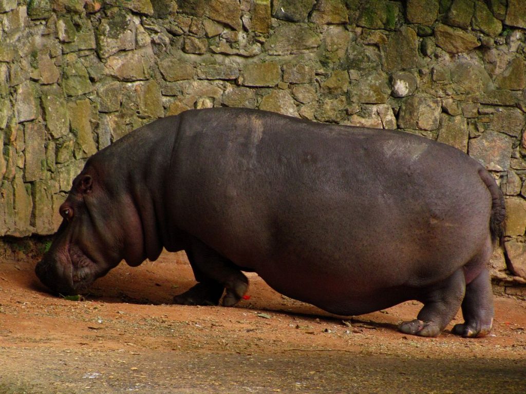Are Colombian hippos real? - Animal-Club.co.uk