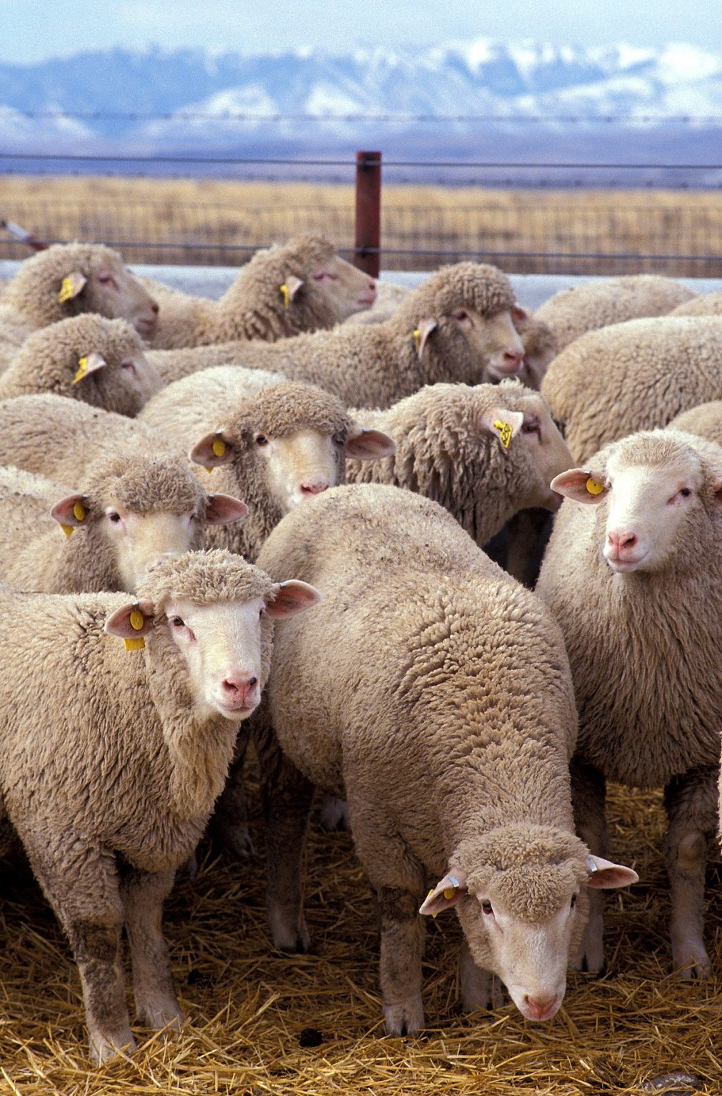 How many sheep breeds are there? - Animal-Club.co.uk