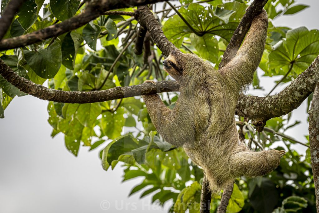 How do goats climb walls? - Animal workshops and parties for fun ...
