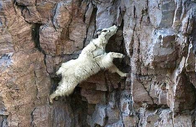 How do goats climb walls? - Animal workshops and parties for fun ...