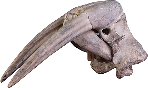 What's the strangest animal skull? - Animal workshops and parties for ...