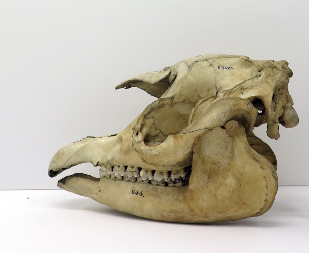 What's the strangest animal skull? - Animal workshops and parties for ...