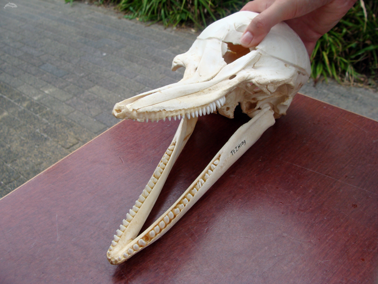 What's the strangest animal skull? - Animal workshops and parties for ...
