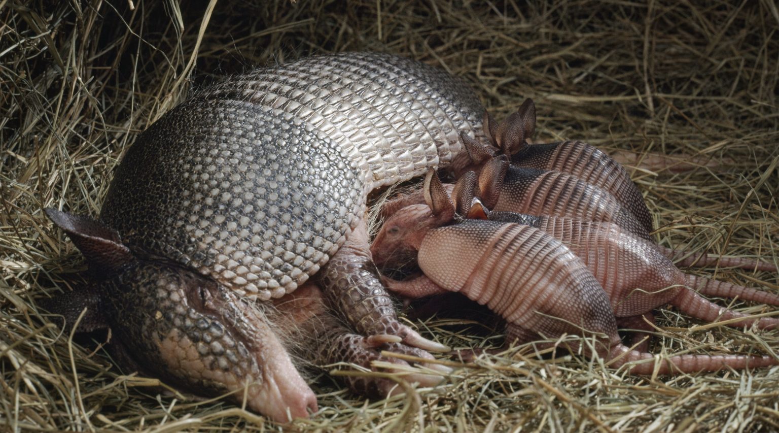 Are there armadillo quadruplets?