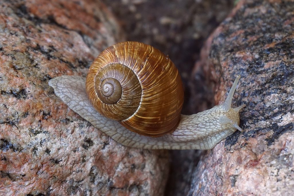 How Long Do Snails Sleep? - Animal workshops and parties for fun ...