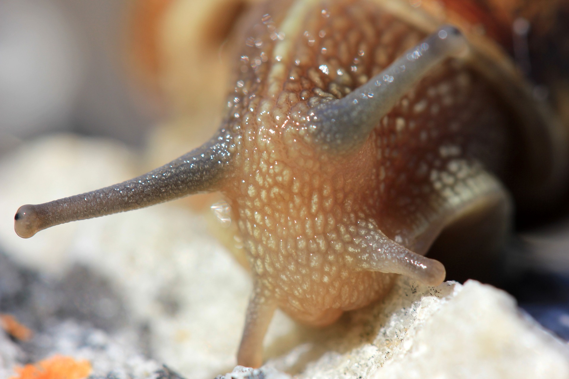 How Long Do Snails Sleep? - Animal workshops and parties for fun ...