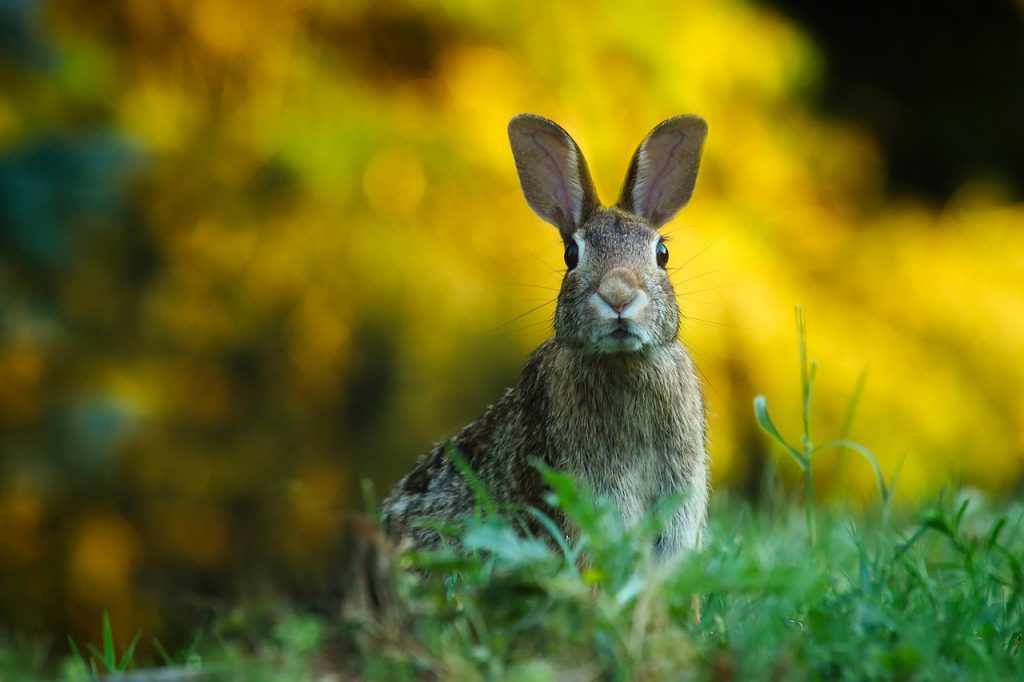 What Animals Come Out in Spring in the UK? - Animal workshops and ...