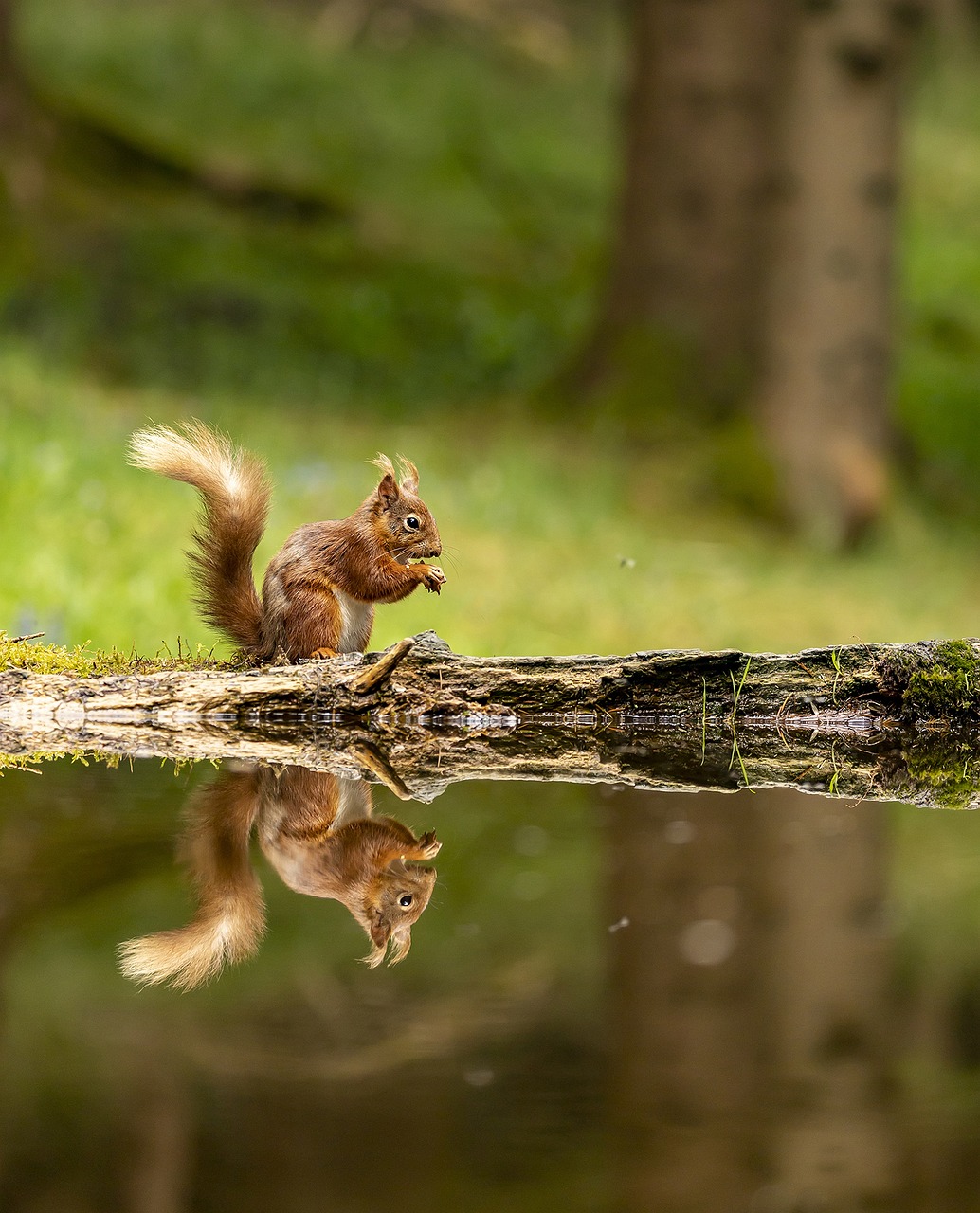 Are red squirrels extinct? - Animal workshops and parties for fun ...