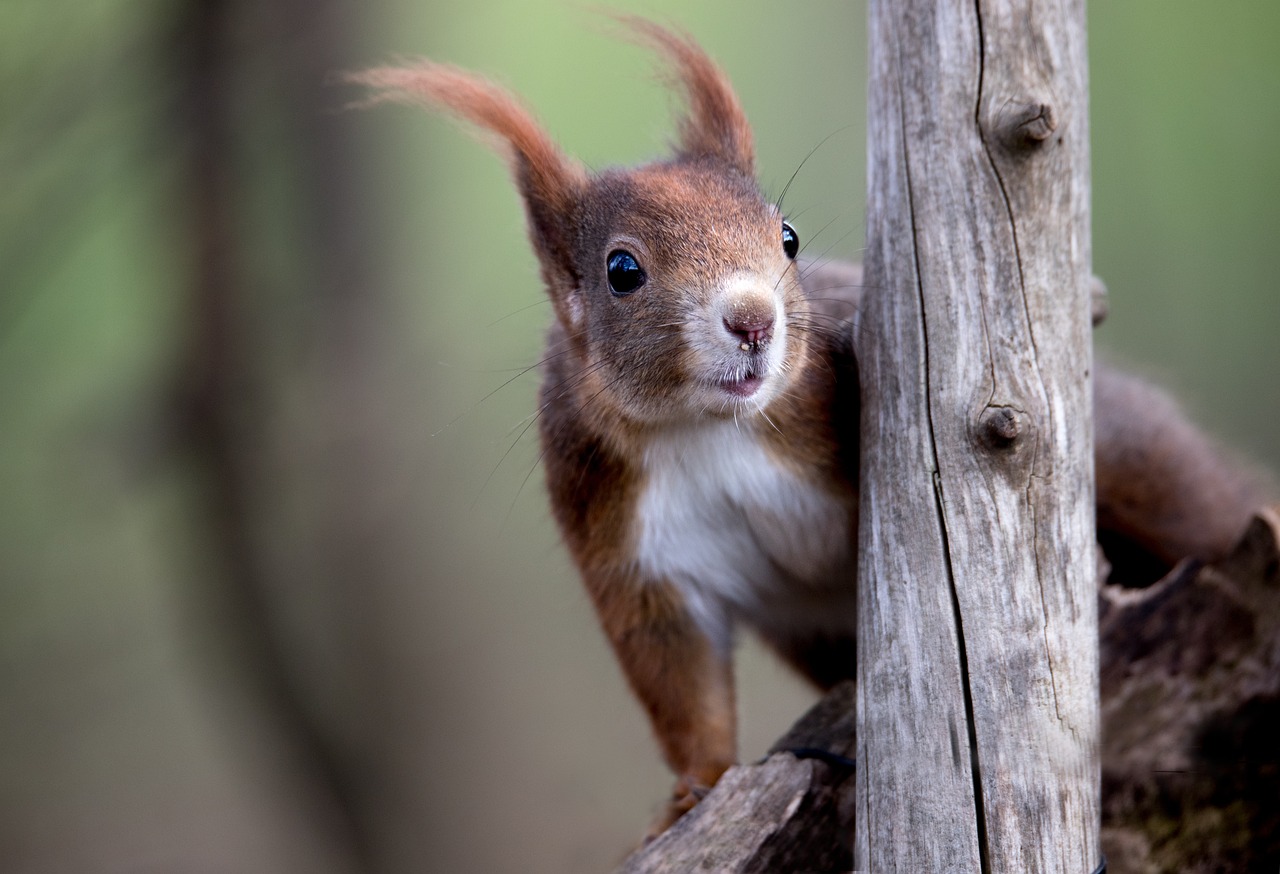 Are red squirrels extinct? - Animal-Club.co.uk
